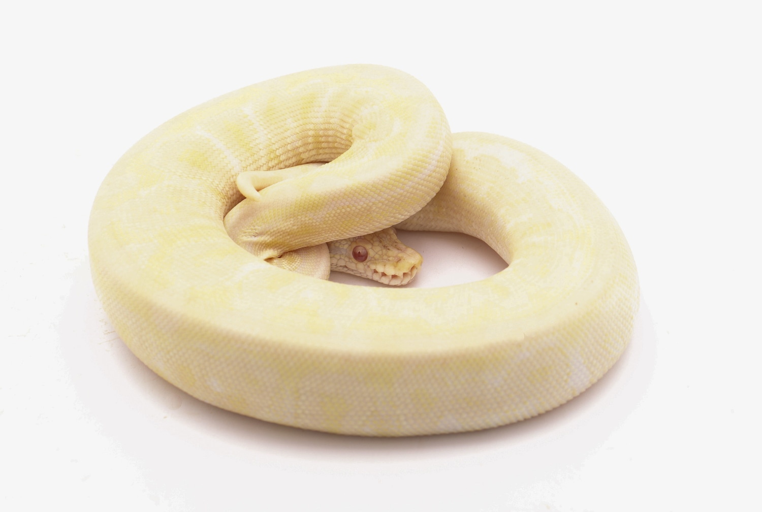 Albino Pewter Ball Python by Custom Scales - MorphMarket