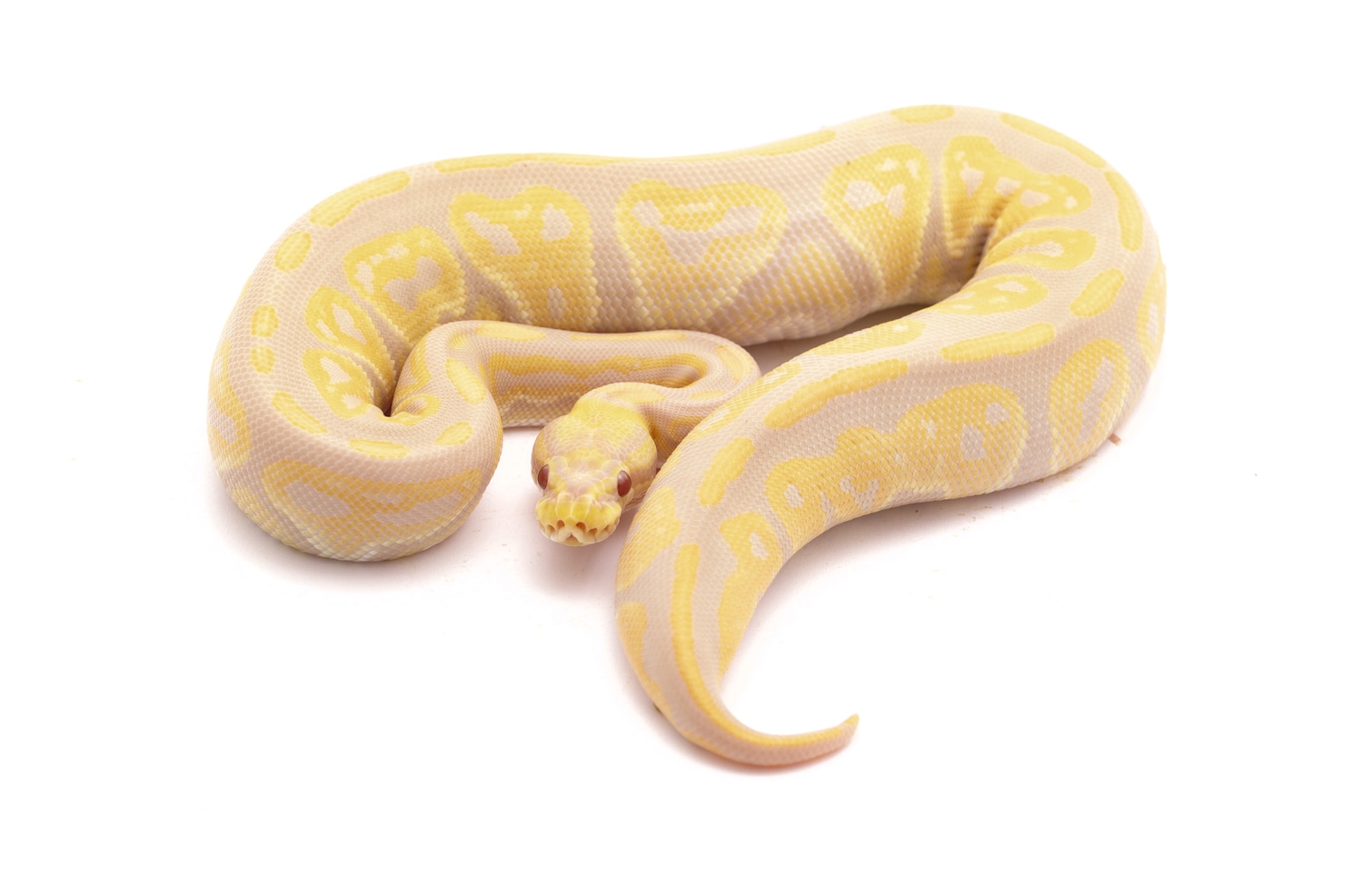 Black Pastel Candino Ball Python by Custom Scales - MorphMarket
