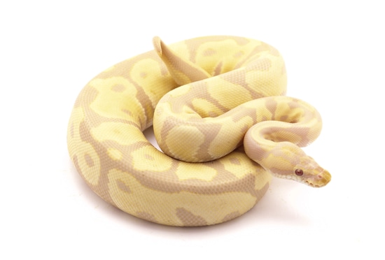 Leopard Candino Ball Python by Custom Scales