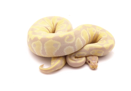 Candino Het Pied Ball Python by Custom Scales