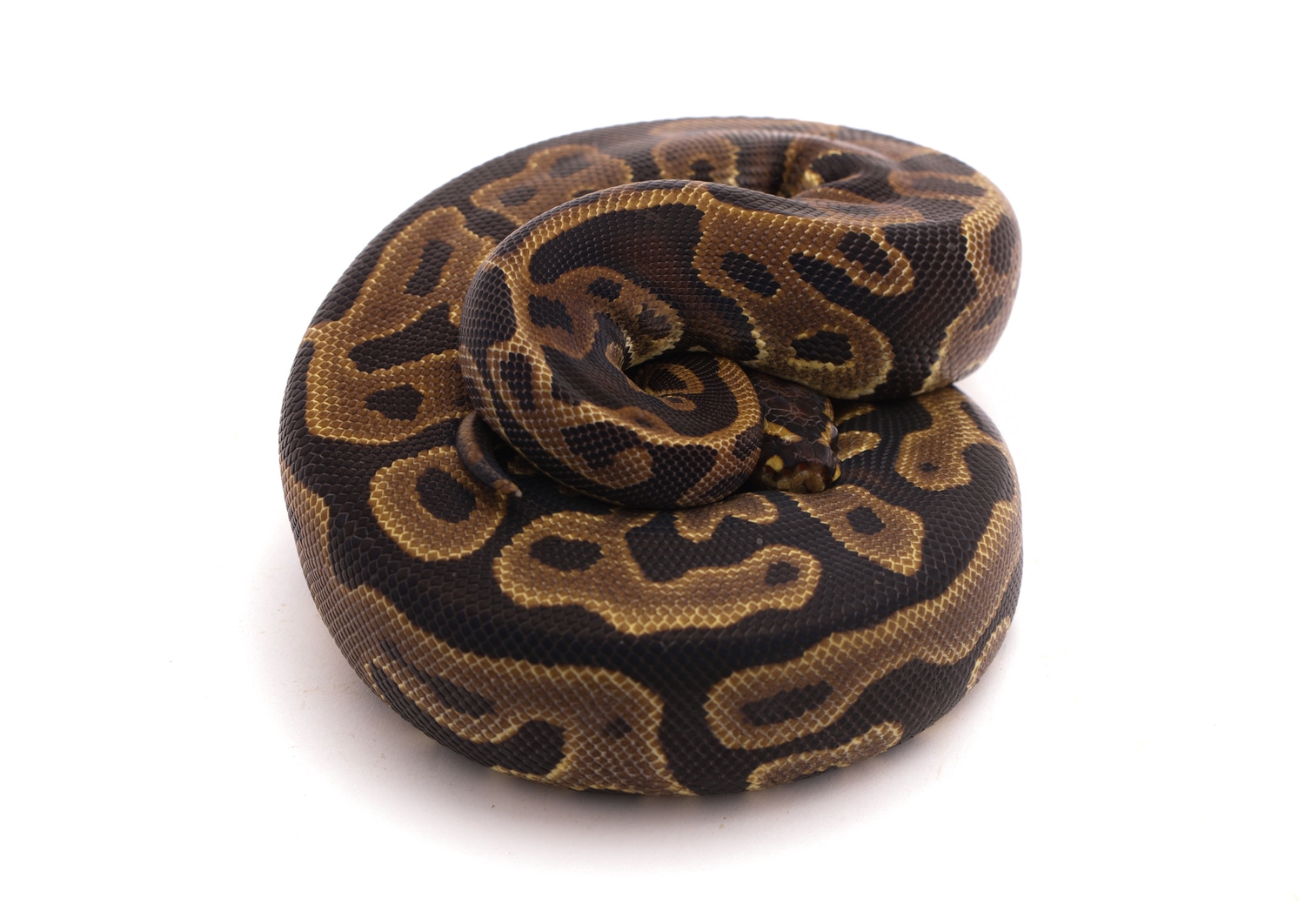 Leopard Het Pied Possible Het Albino Possible Het Candy Ball Python by ...