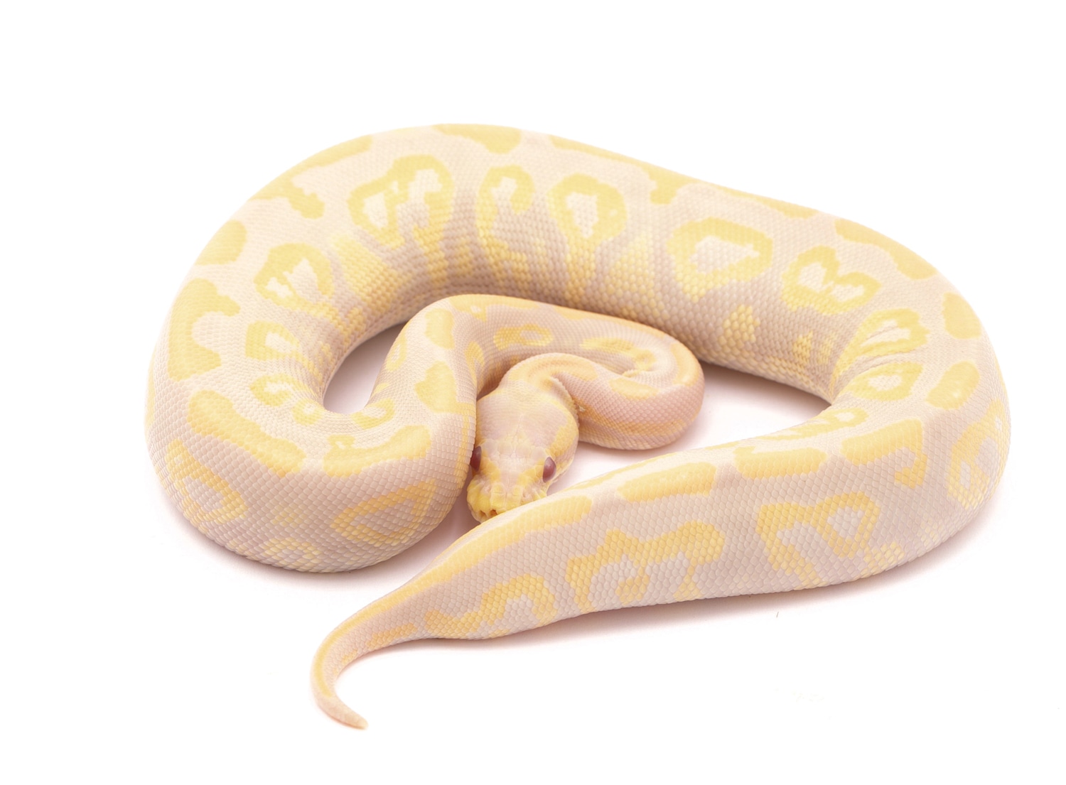 Black Pastel Candino Yellow Belly Ball Python by Custom Scales ...