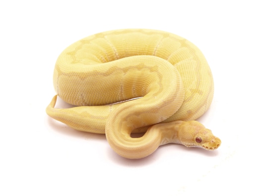Pinstripe Candino Ball Python by Custom Scales