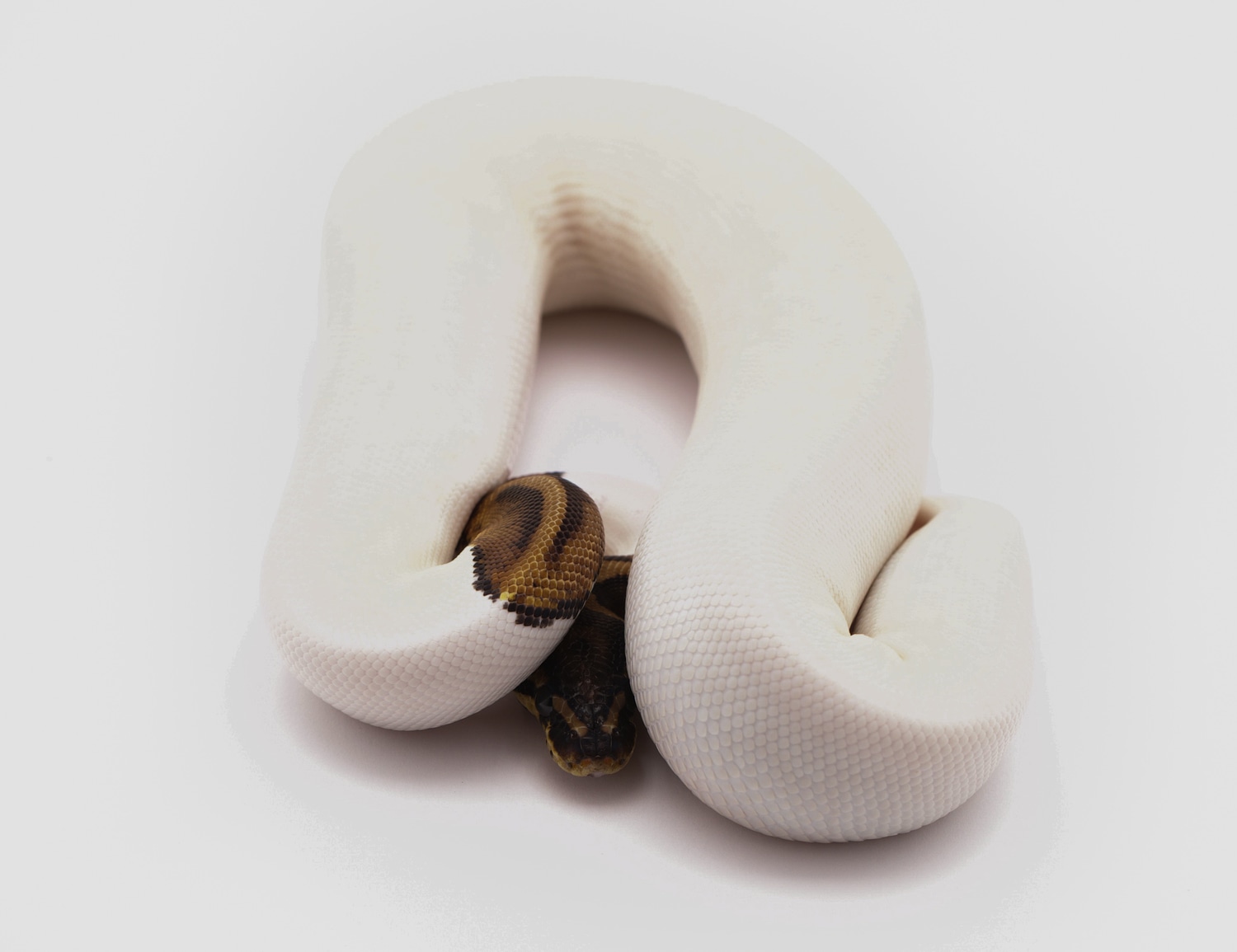 Pied Ball Python by Custom Scales - MorphMarket