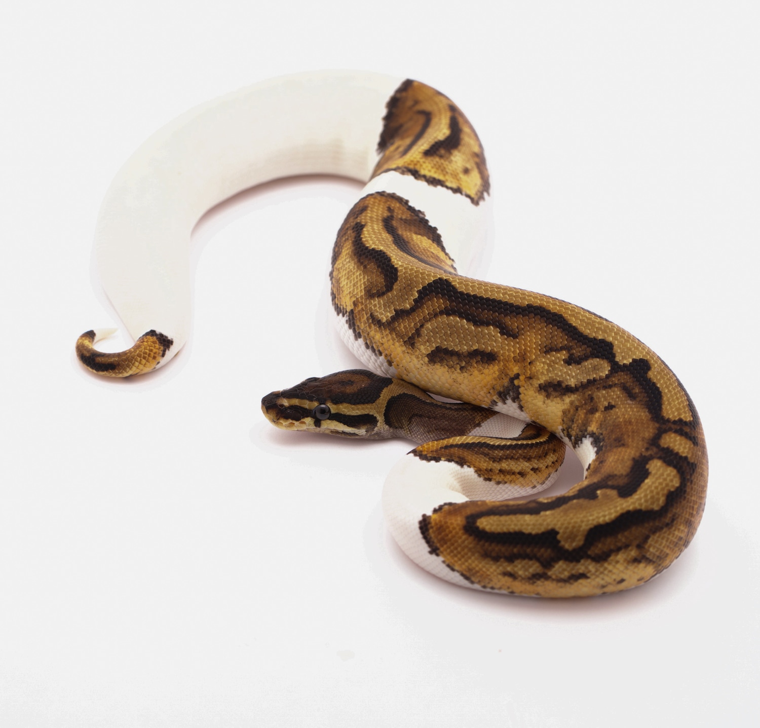 Pied Ball Python by Custom Scales - MorphMarket
