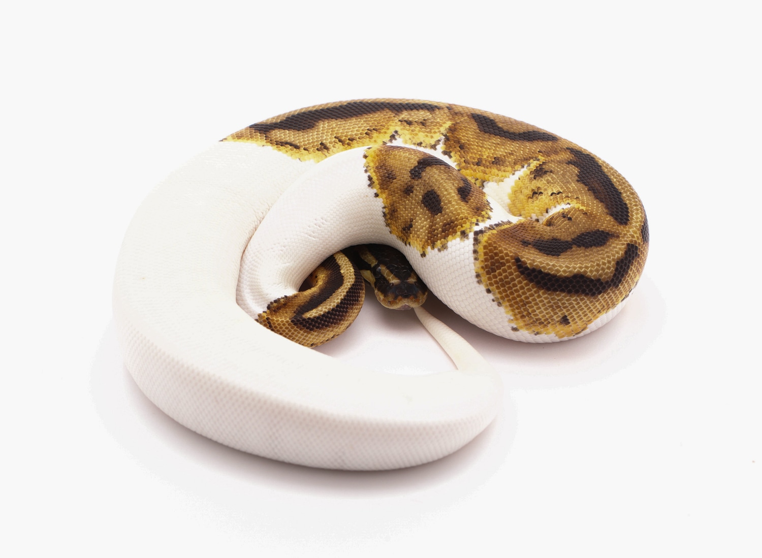 Pied Ball Python by Custom Scales - MorphMarket