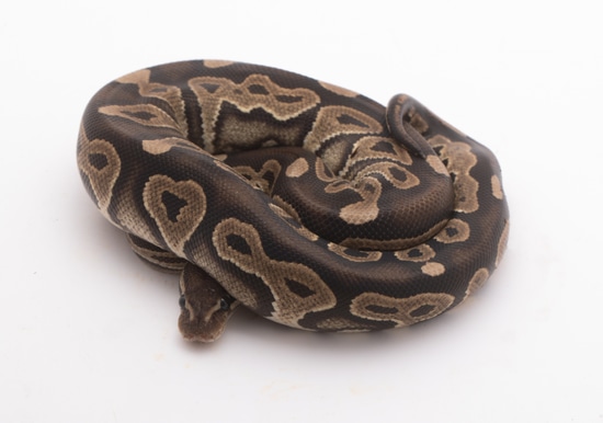 Cinnamon Hydra Ball Python by Custom Scales