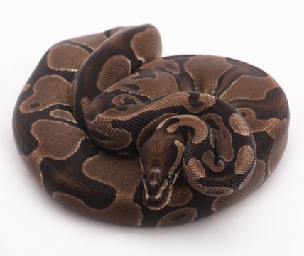 Pastel Mojave Bongo Het Ghost Het Pied Ball Python by Custom Scales ...