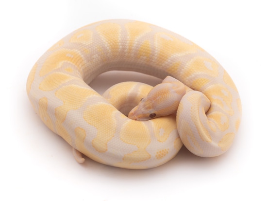 Pastel Leopard Lavender Ball Python by Custom Scales