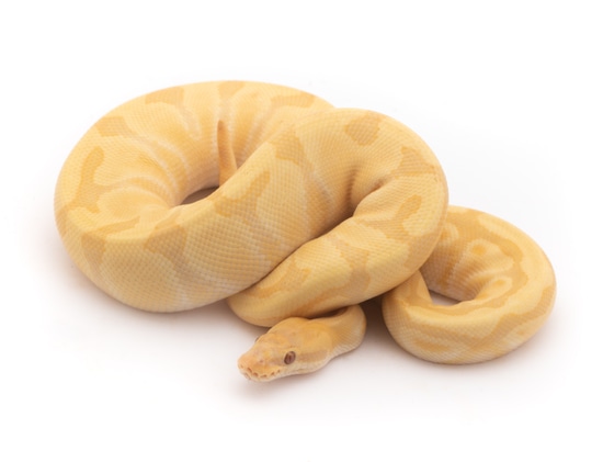 Candino Enchi Ball Python by Custom Scales