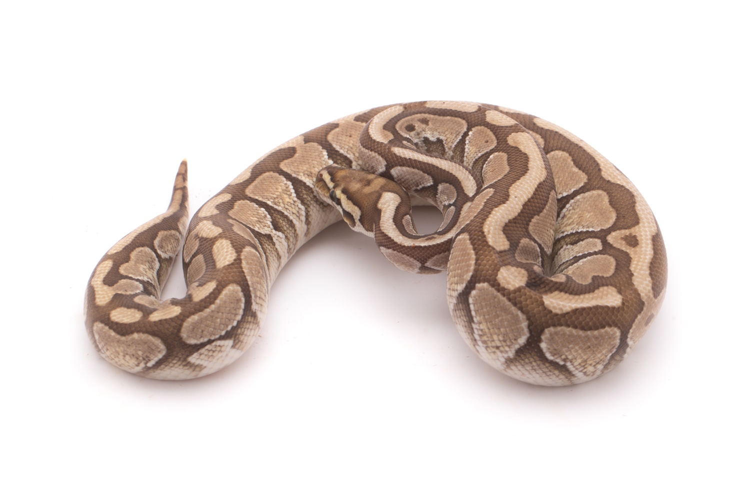 Mojave Spotnose Ball Python by Custom Scales - MorphMarket