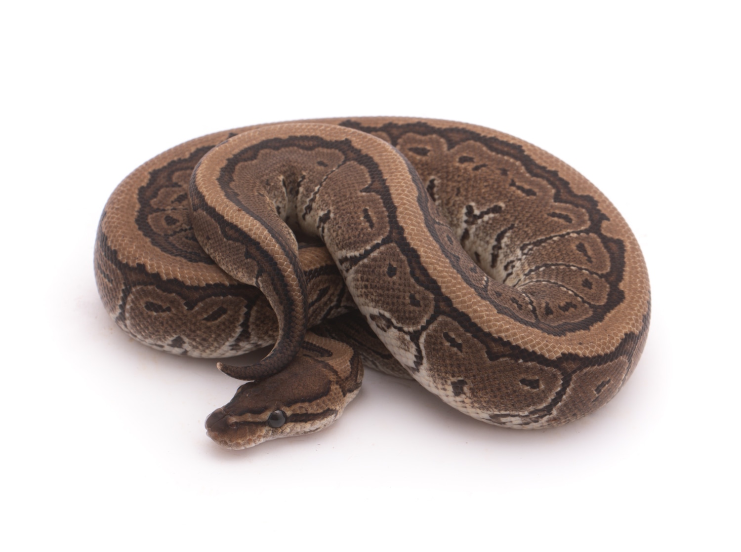 Cinnamon Pinstripe Ball Python by Custom Scales - MorphMarket