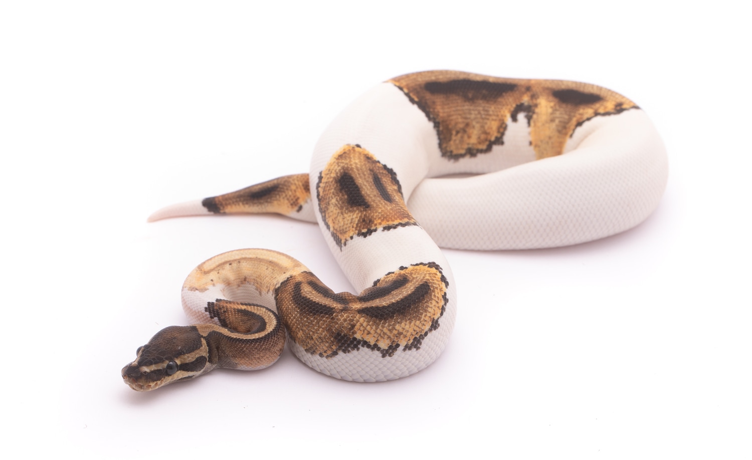 Paradox Pied Ball Python by Custom Scales - MorphMarket