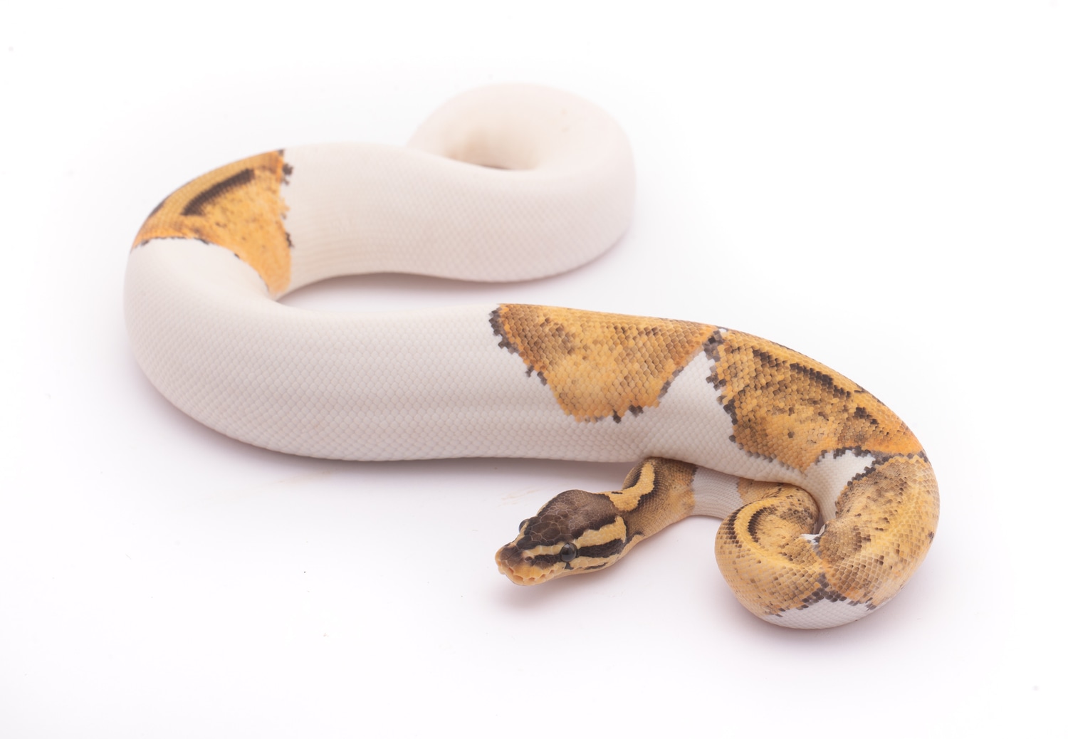 Super Pastel Pied Ball Python by Custom Scales - MorphMarket