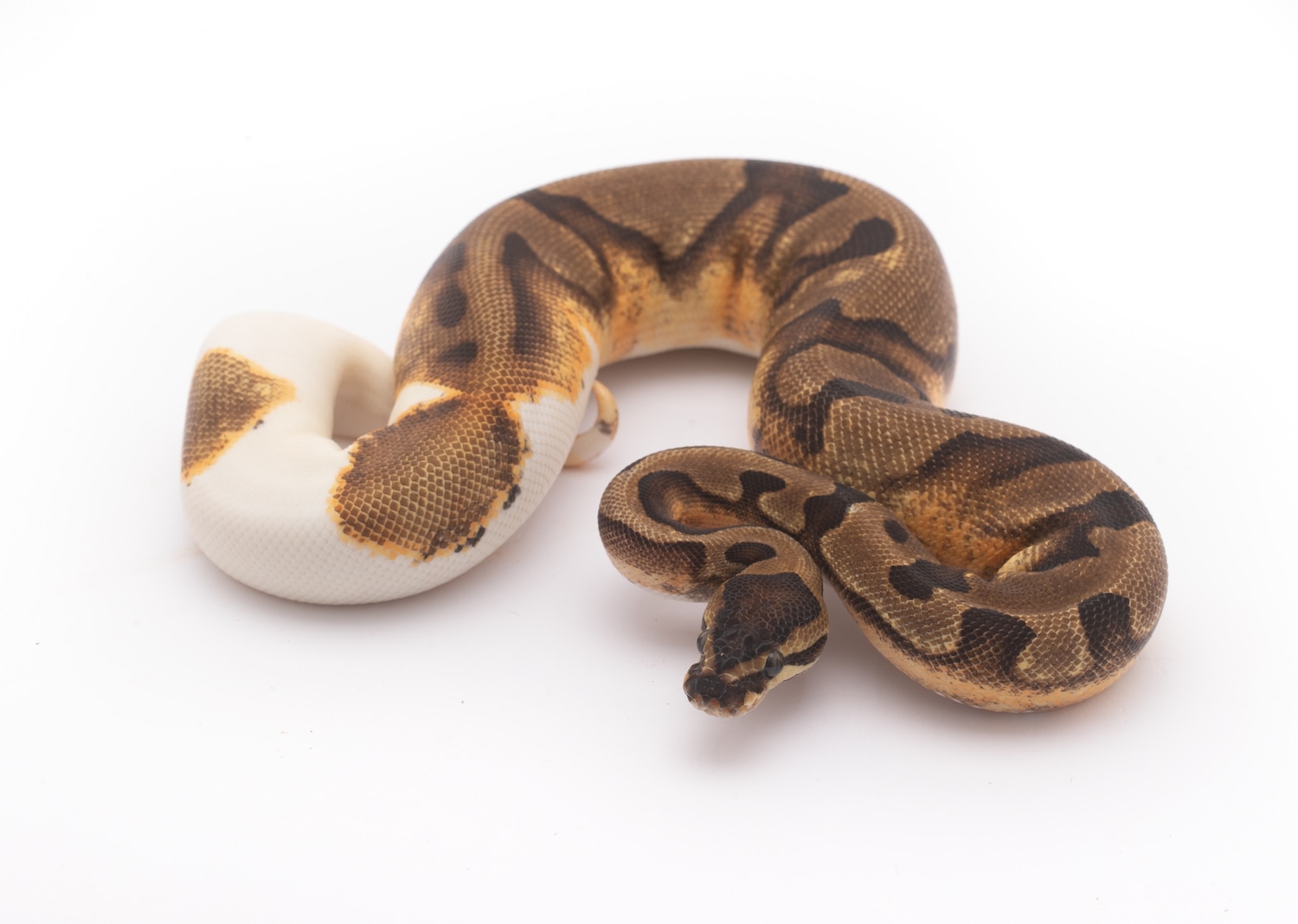 Enchi Pied Ball Python by Custom Scales - MorphMarket