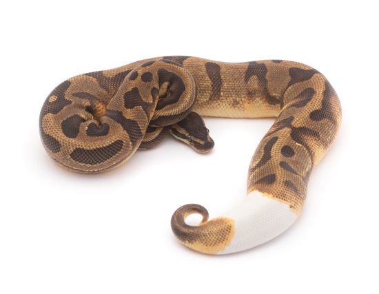 Enchi Pied Possible Yellow Belly Ball Python by Custom Scales