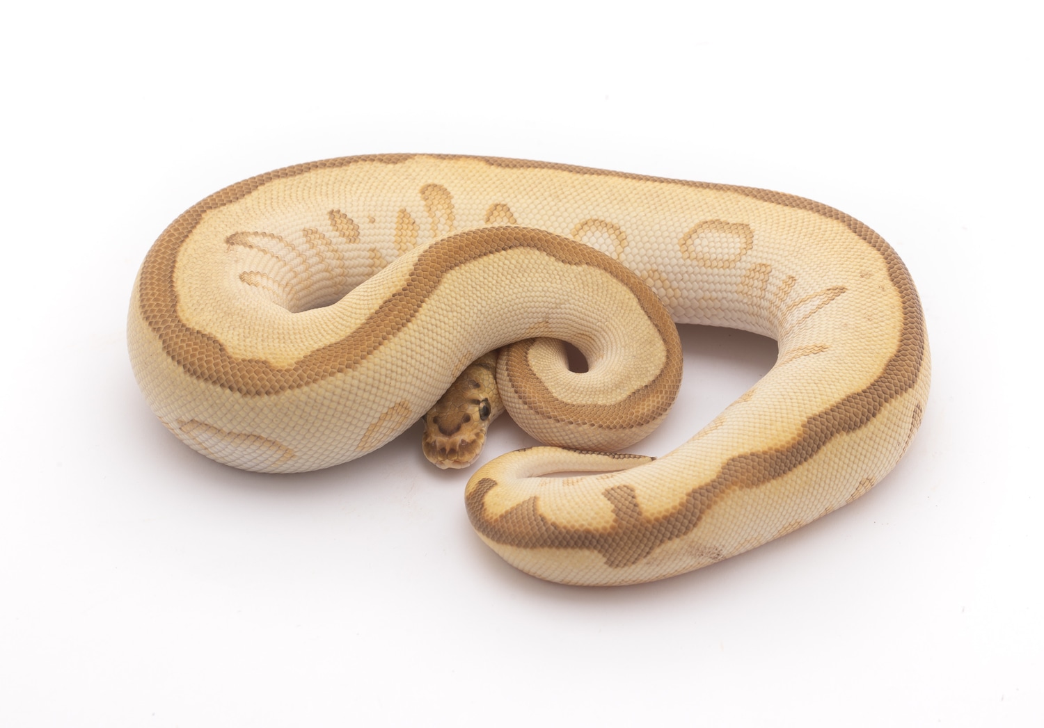 Leopard Lesser Clown Possible Vanilla Ball Python by Custom Scales ...