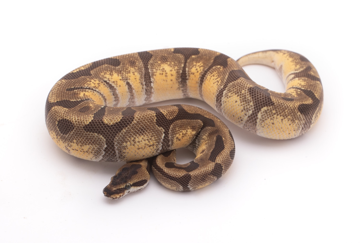 Super Enchi Het Sunset Ball Python by Custom Scales - MorphMarket