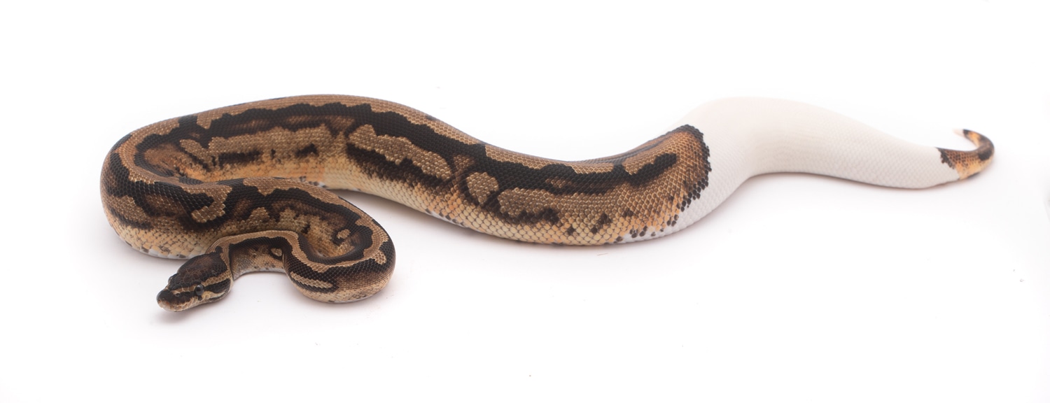 Pied Het Candy Ball Python by Custom Scales - MorphMarket
