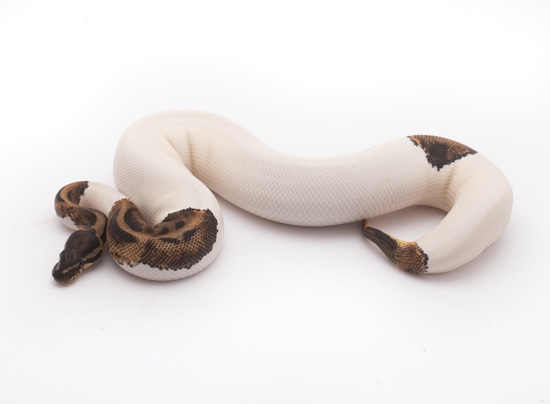 Pied Cinder Ball Python by Custom Scales