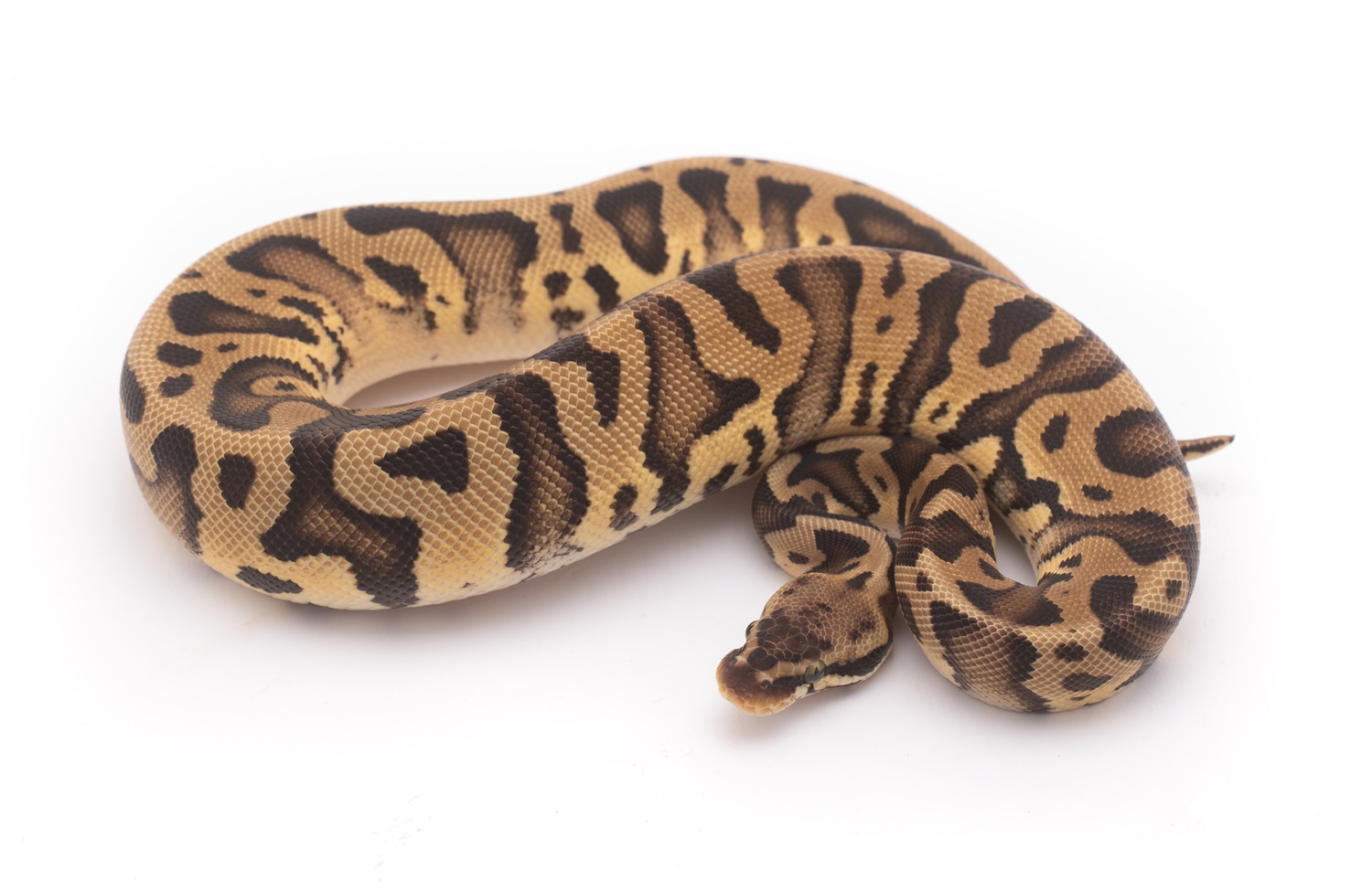 Pastel Leopard Het Candy Het Pied Ball Python by Custom Scales ...
