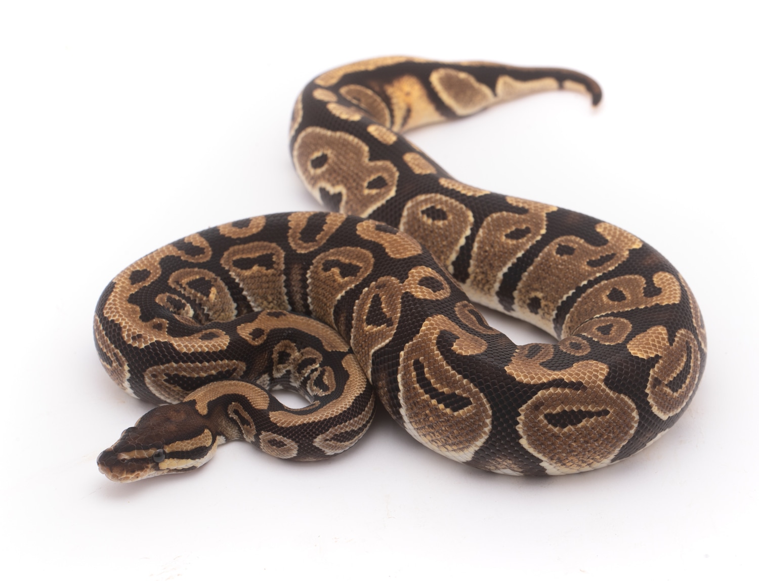 Het Candy Possible Het Pied Ball Python by Custom Scales - MorphMarket