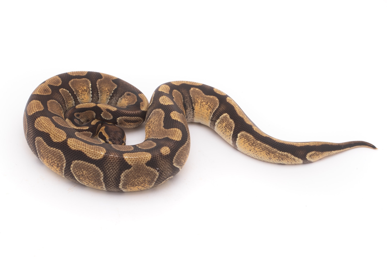Enchi Het Sunset Ball Python by Custom Scales - MorphMarket