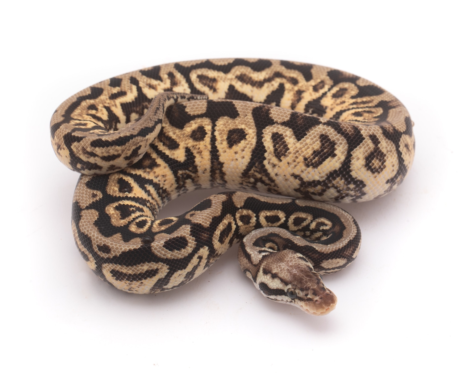 Spotnose Pastel Yellow Belly Ball Python by Custom Scales - MorphMarket