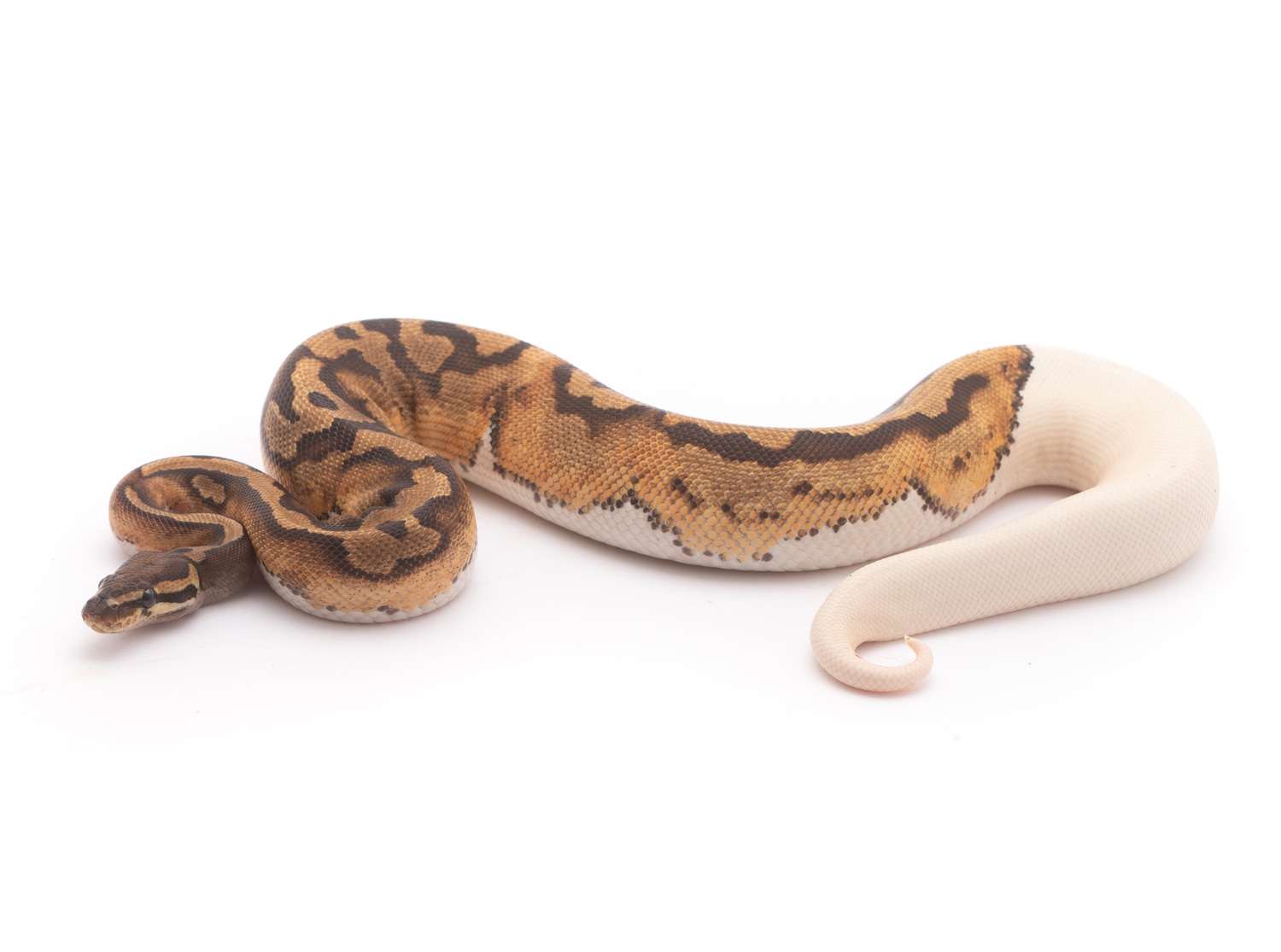 Pied Het Lavender Ball Python by Custom Scales - MorphMarket