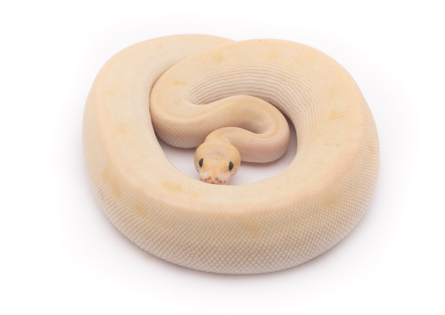 Pewter Champagne Possible Banana Possible Het Clown Ball Python by ...