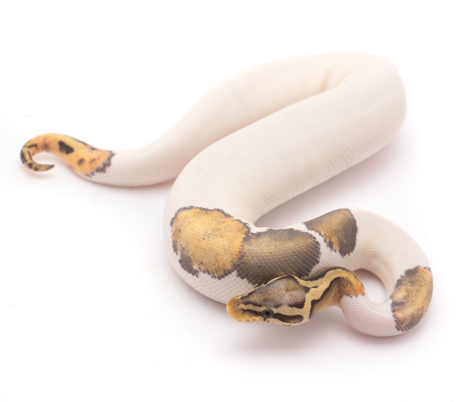 Pastel Ghost Pied Sandblast Ball Python by Custom Scales - MorphMarket