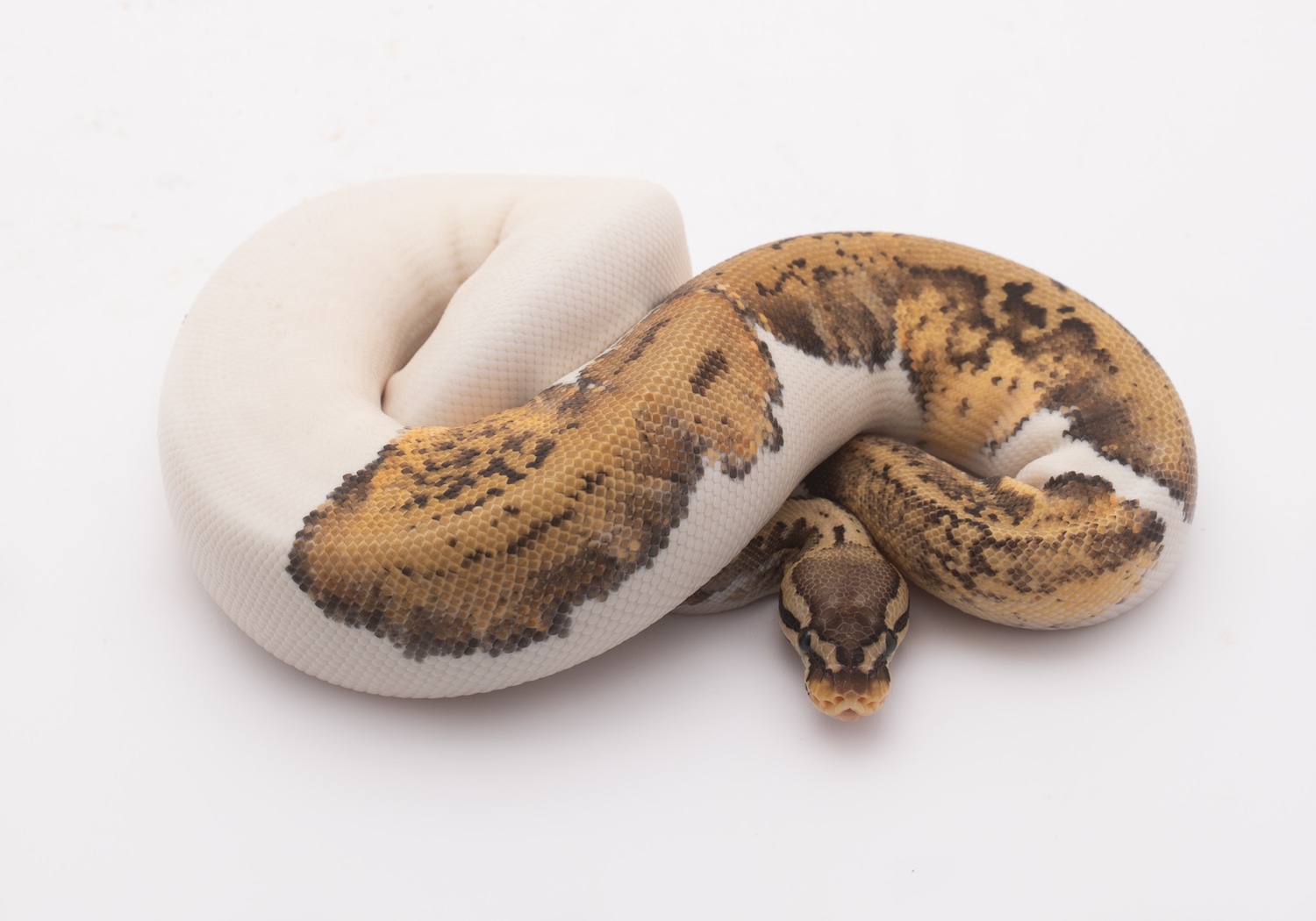Super Pastel Leopard Pied Ball Python by Custom Scales - MorphMarket