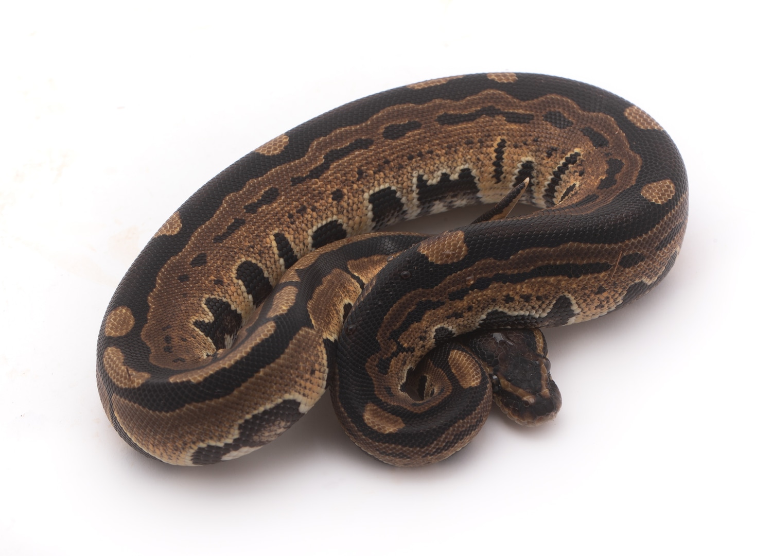 Tri Stripe Ball Python by Custom Scales - MorphMarket
