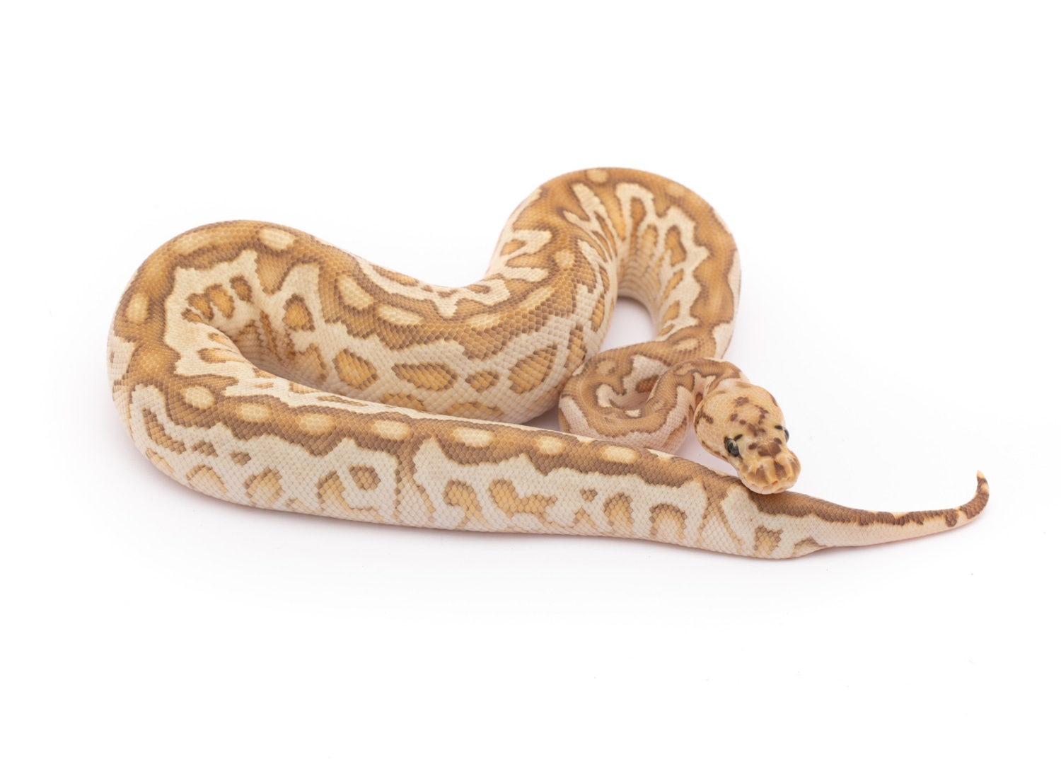 Lesser Spotnose Clown Ball Python by Custom Scales - MorphMarket
