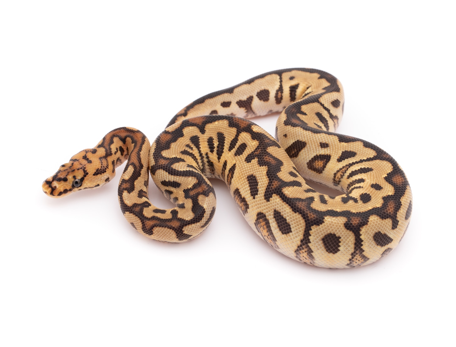 Spotnose Fire Clown Ball Python by Custom Scales - MorphMarket