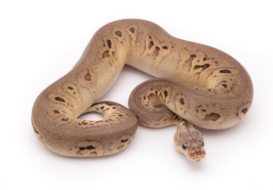 Black Pewter Mojave Clown Ball Python by Custom Scales