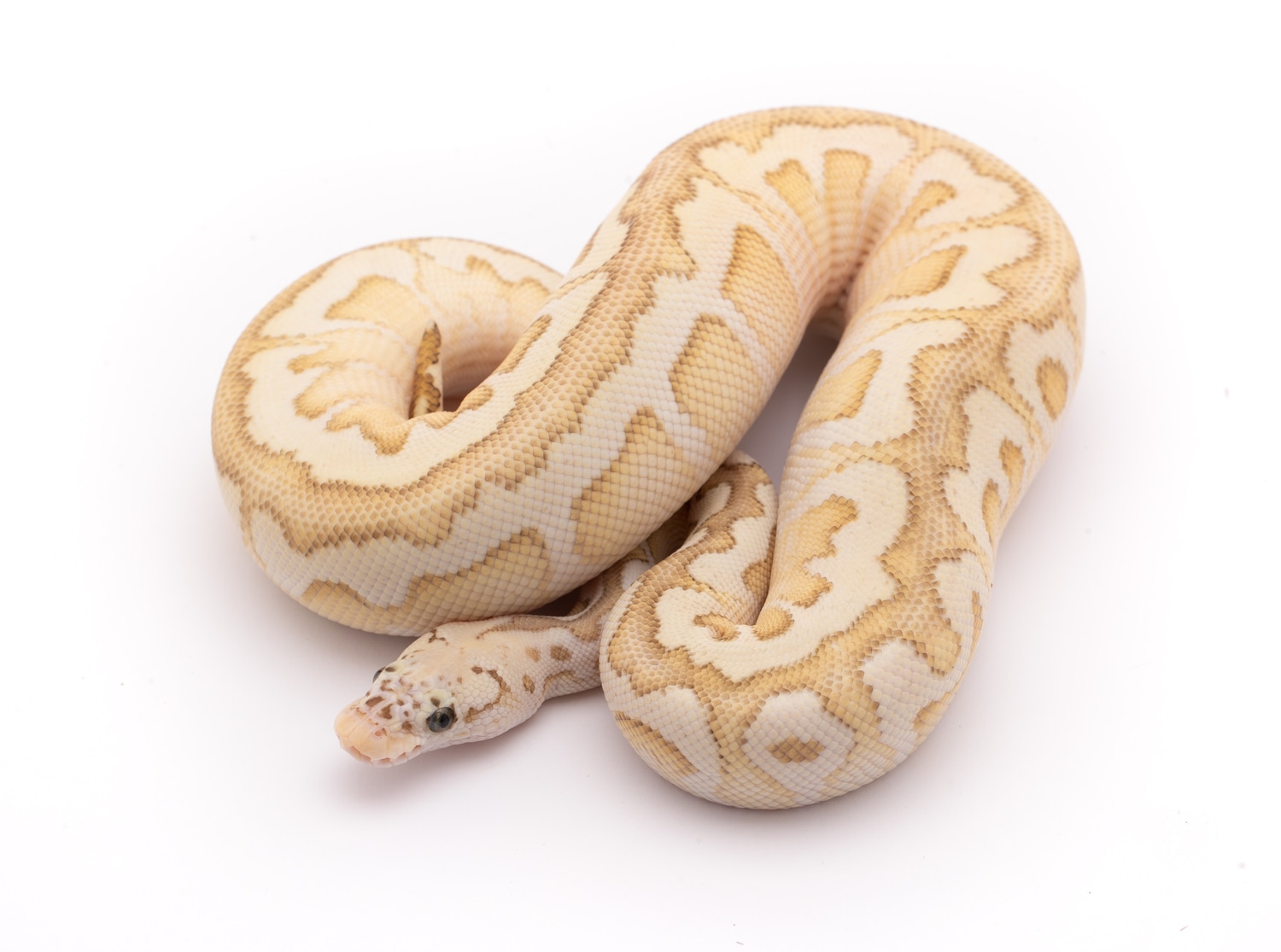 Super Pastel Lesser Spotnose Clown Ball Python by Custom Scales ...
