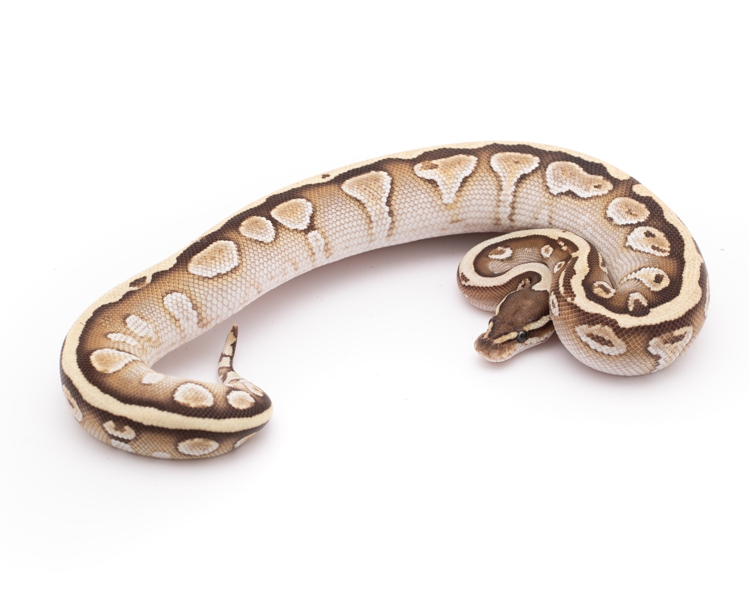 Lesser Arroyo Majestic Ball Python by Custom Scales - MorphMarket