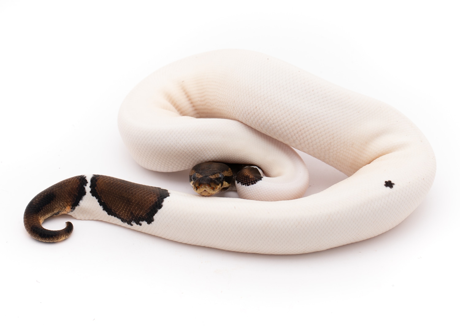 Leopard Pied Possible Calico Ball Python by Custom Scales - MorphMarket