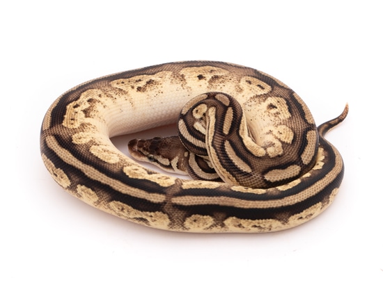 Super Pastel Bongo Het Pied Ball Python by Custom Scales