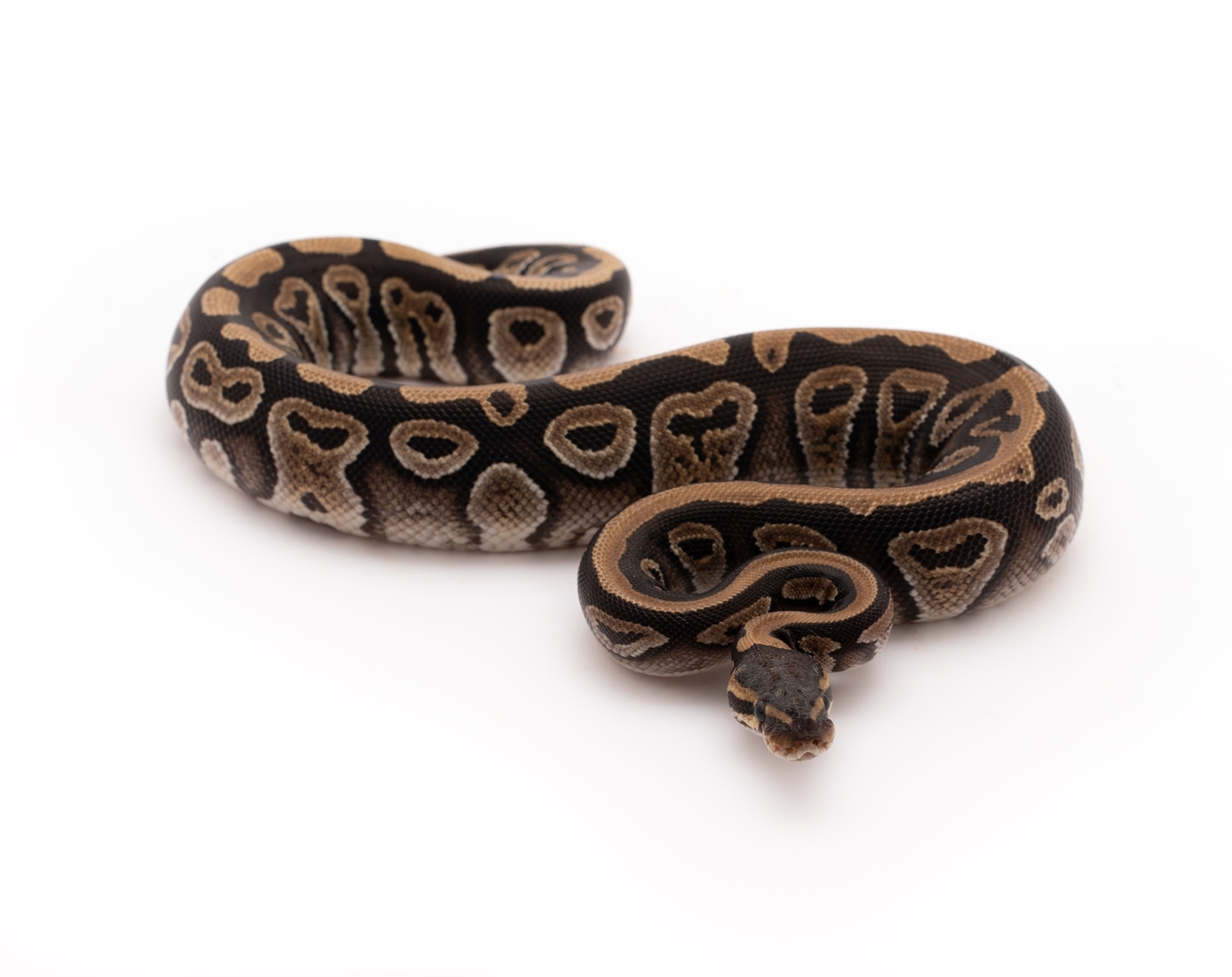 Phantom Het Clown Ball Python by Custom Scales - MorphMarket