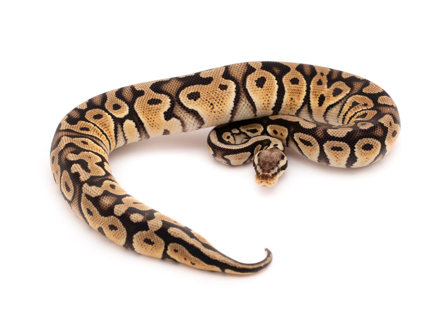 Pastel Shrapnel 66% Possible Het Clown Ball Python by Custom Scales ...