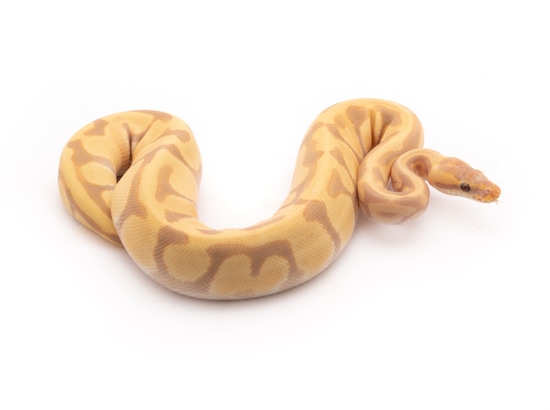 Enchi Leopard Candy Ball Python by Custom Scales