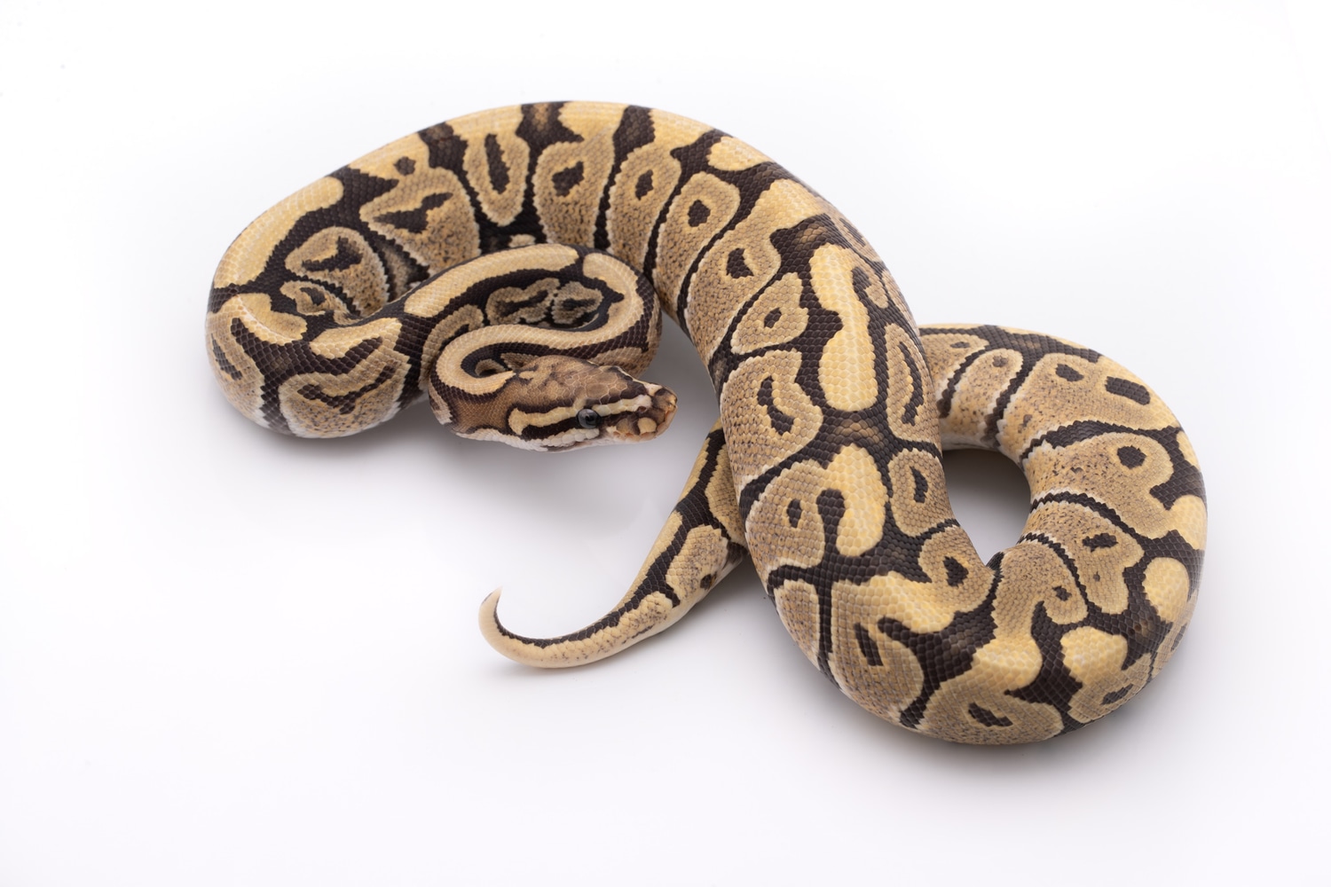 Ghost Spotnose Het Desert Ghost Ball Python by Custom Scales - MorphMarket