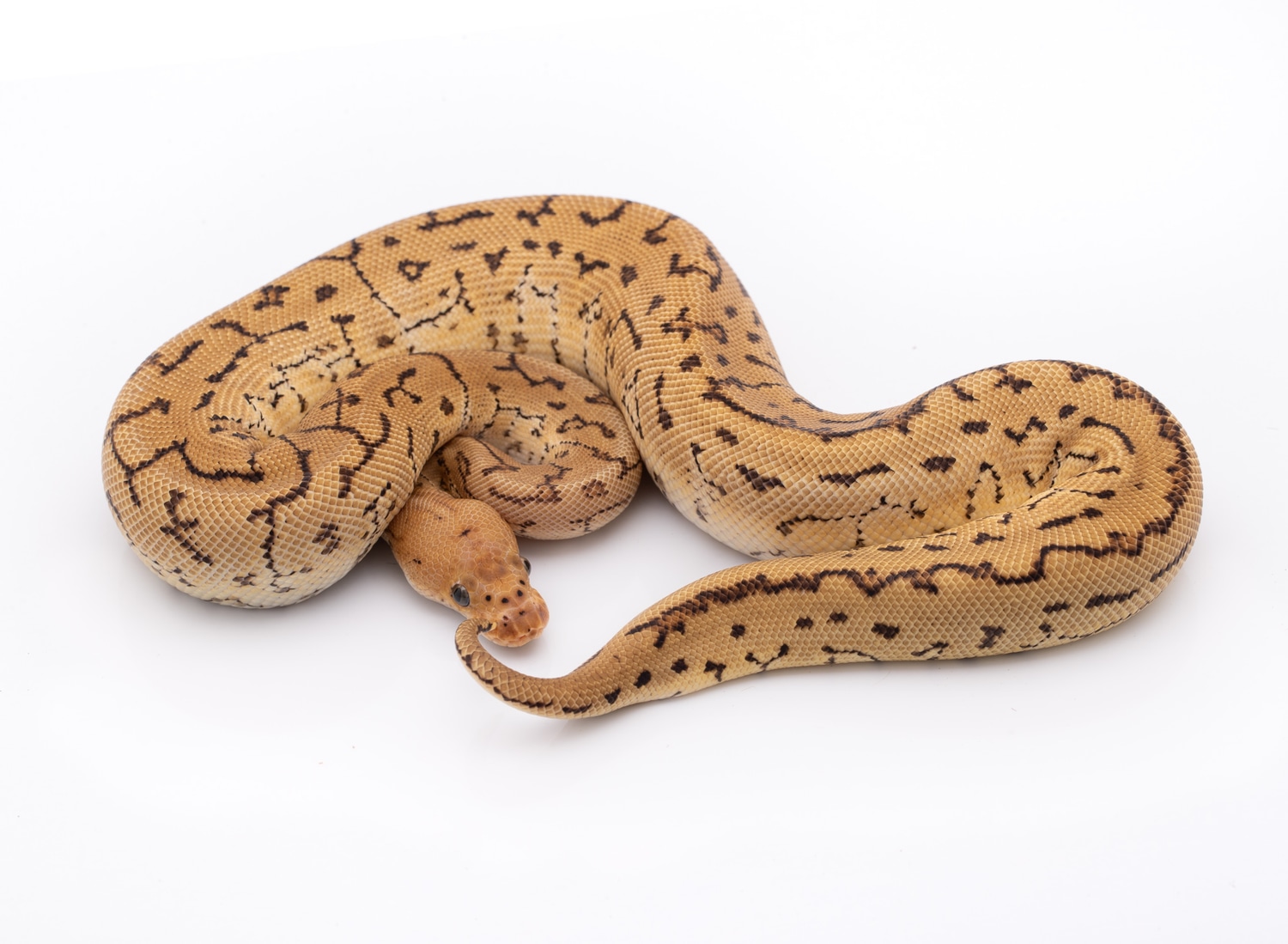 Spotnose Pinstripe Clown Ball Python by Custom Scales - MorphMarket