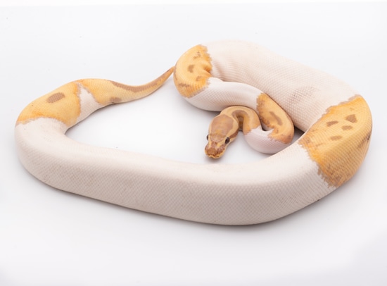 Leopard Candy Pied Ball Python by Custom Scales