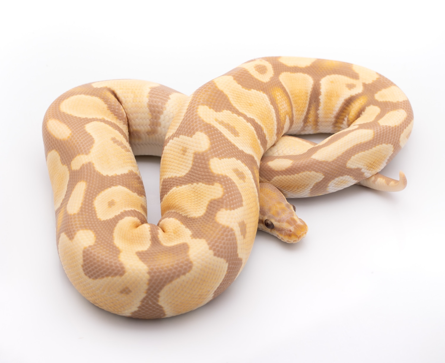 Candy Het Pied Ball Python by Custom Scales - MorphMarket