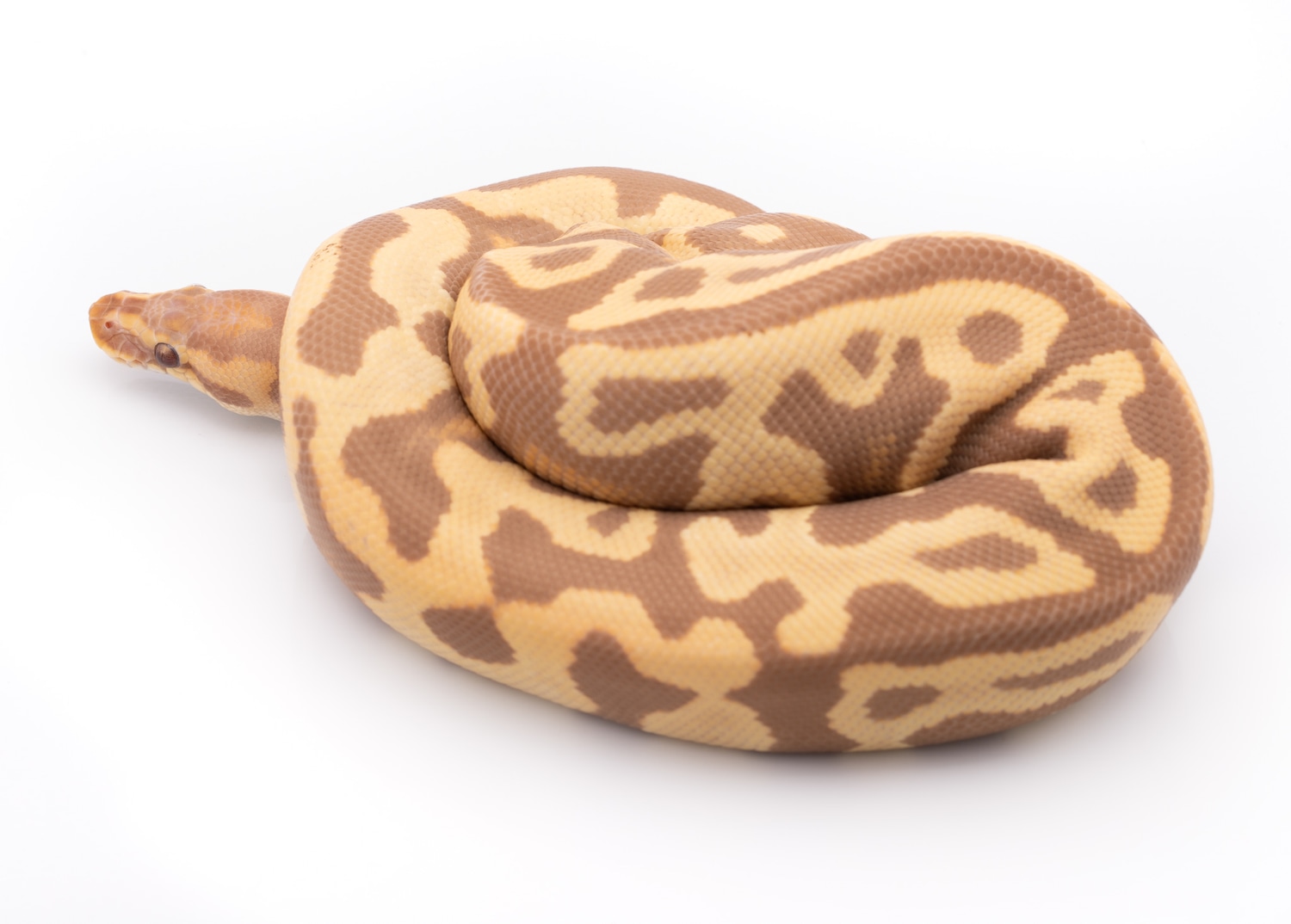 Leopard Candy Het Pied Ball Python by Custom Scales - MorphMarket