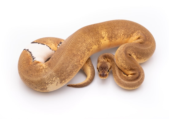 Lemon Blast Pied Het Candy Ball Python by Custom Scales