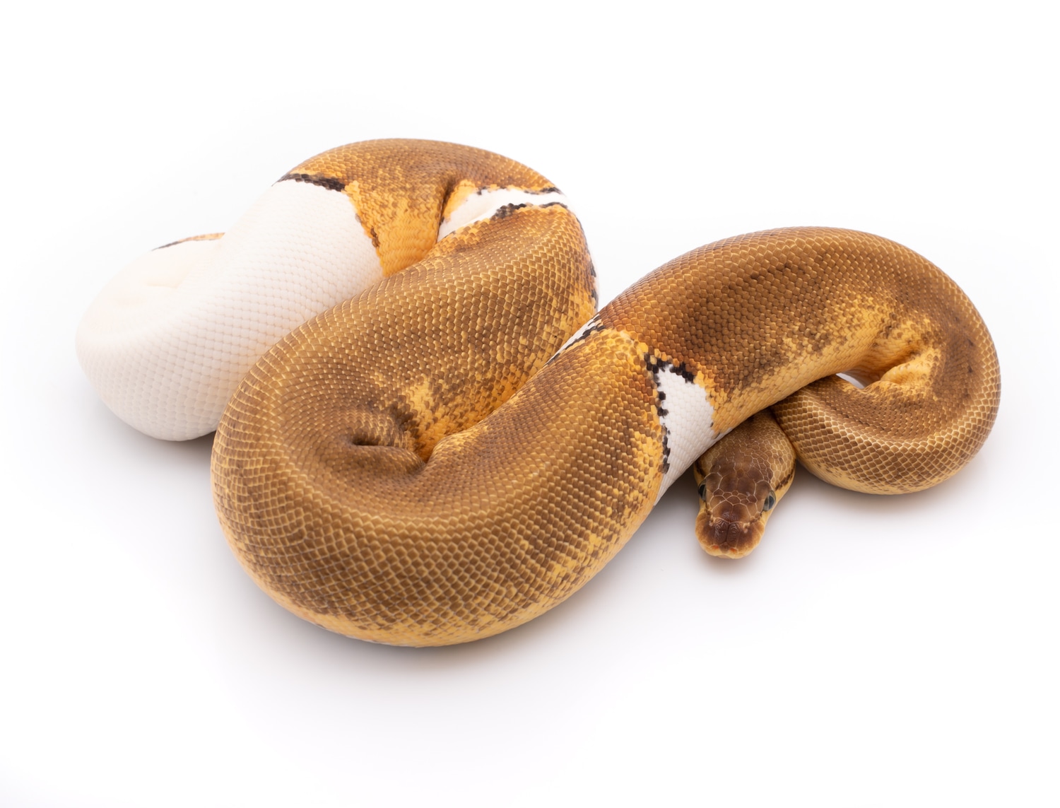 Lemon Blast Pied Het Candy Ball Python by Custom Scales - MorphMarket